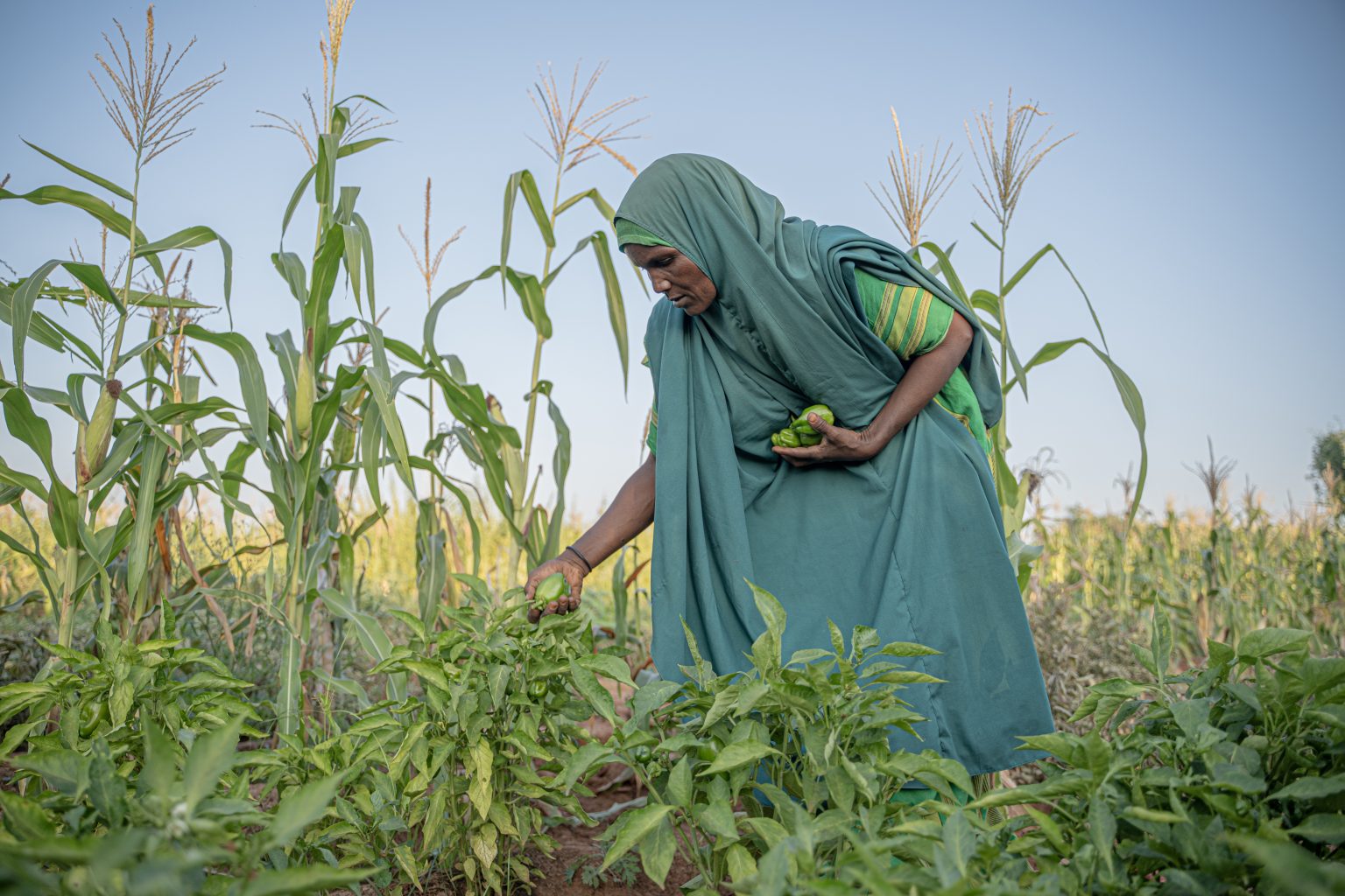 Home - The Somali Development and Reconstruction Bank